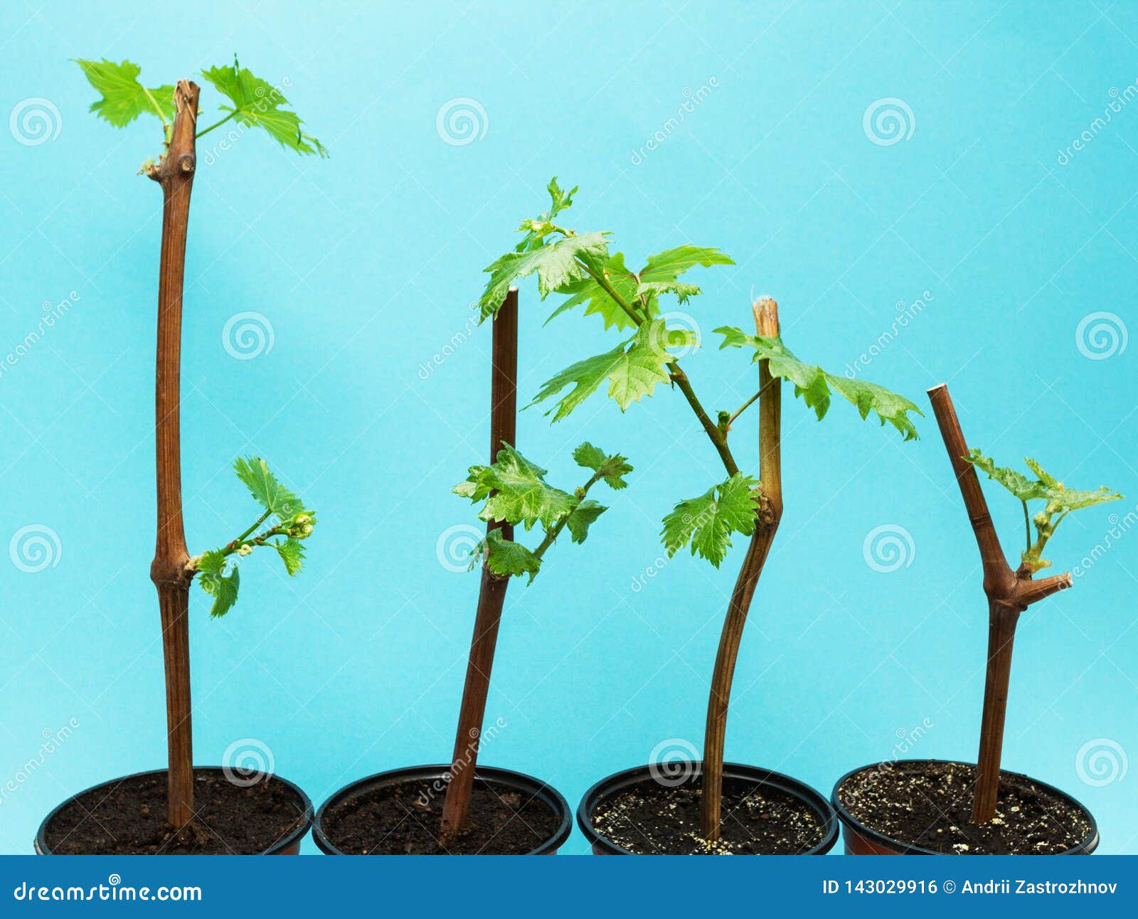 Four Grape Seedling on a Blue Background, is Isolated Stock Photo ...