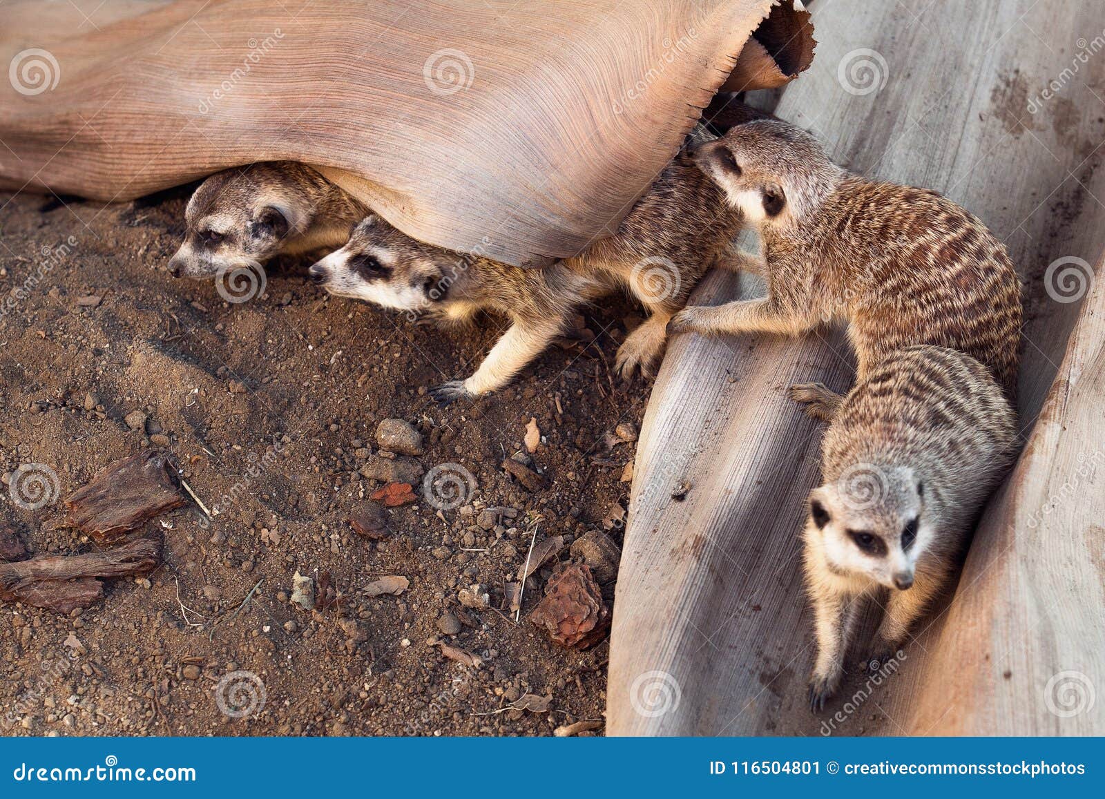 Four Gray Ferrets Picture. Image: 116504801