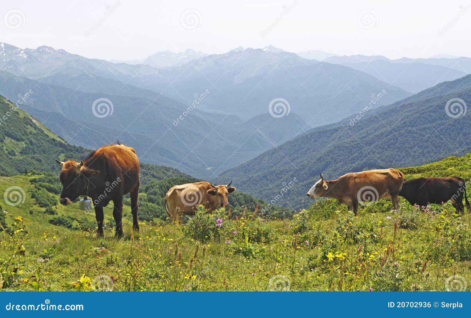 Four Grazing Cows in Mountains Stock Photo - Image of animals, outdoors ...