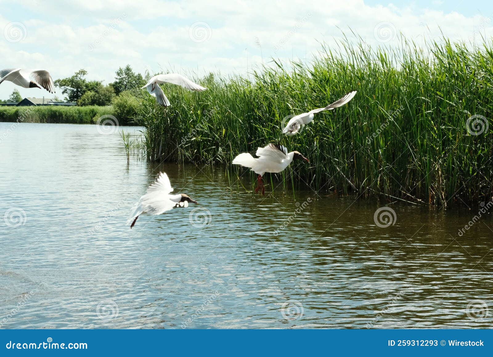 Great Egrets Flying Over Marsh, Grass and Trees on the Background Stock ...