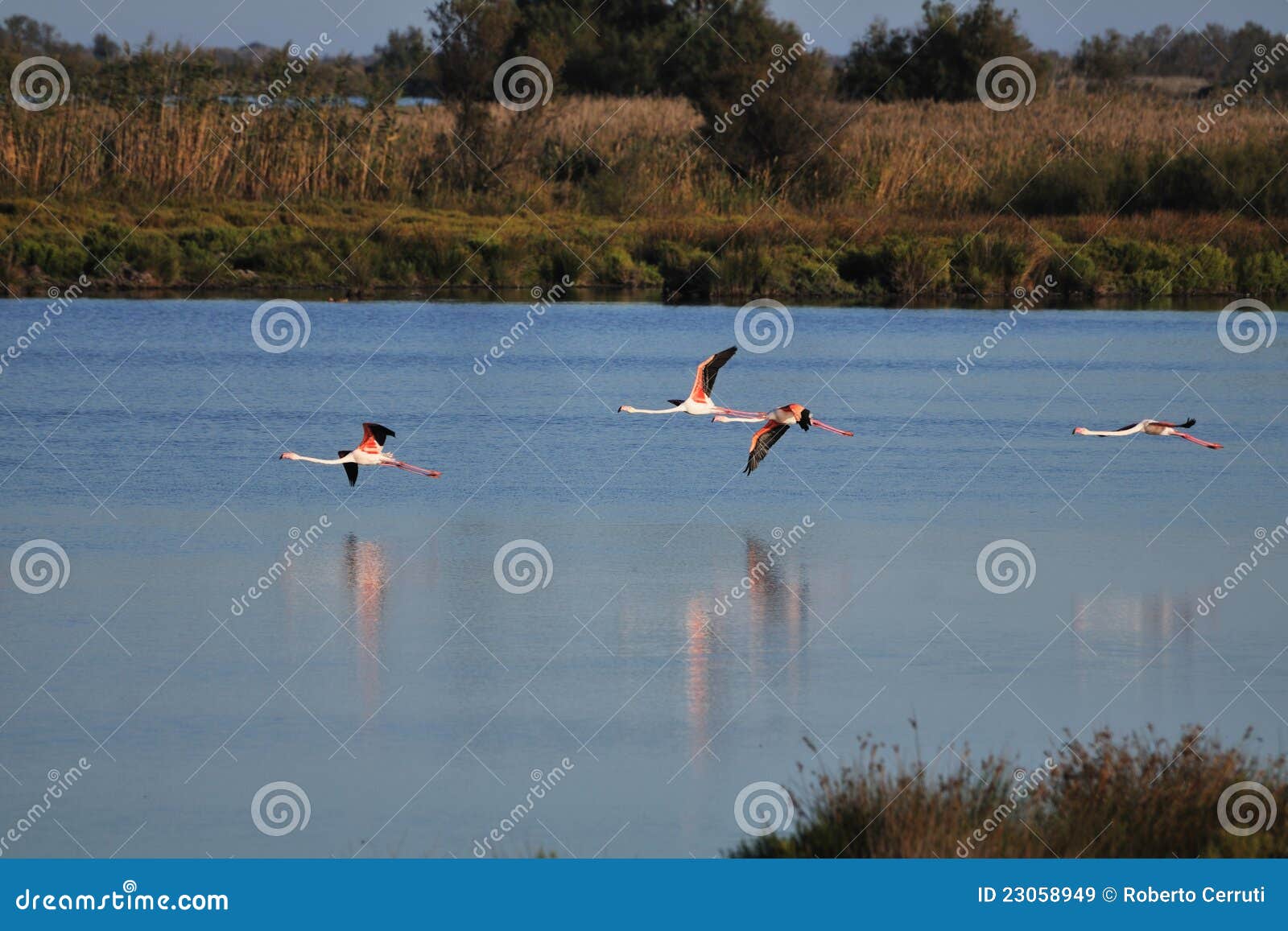 Four Greater Flamingos Flying Low Over Water Stock Image - Image of ...