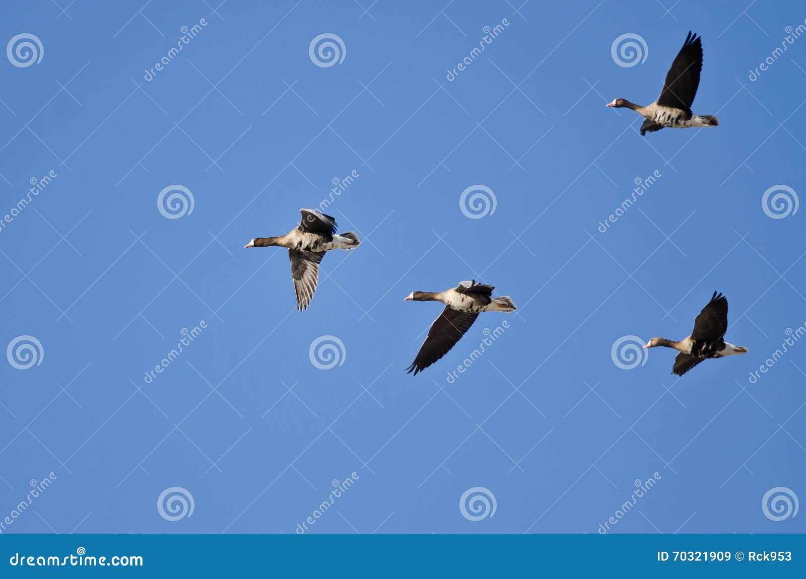 Four Greater White-Fronted Geese Flying in a Blue Sky Stock Image ...
