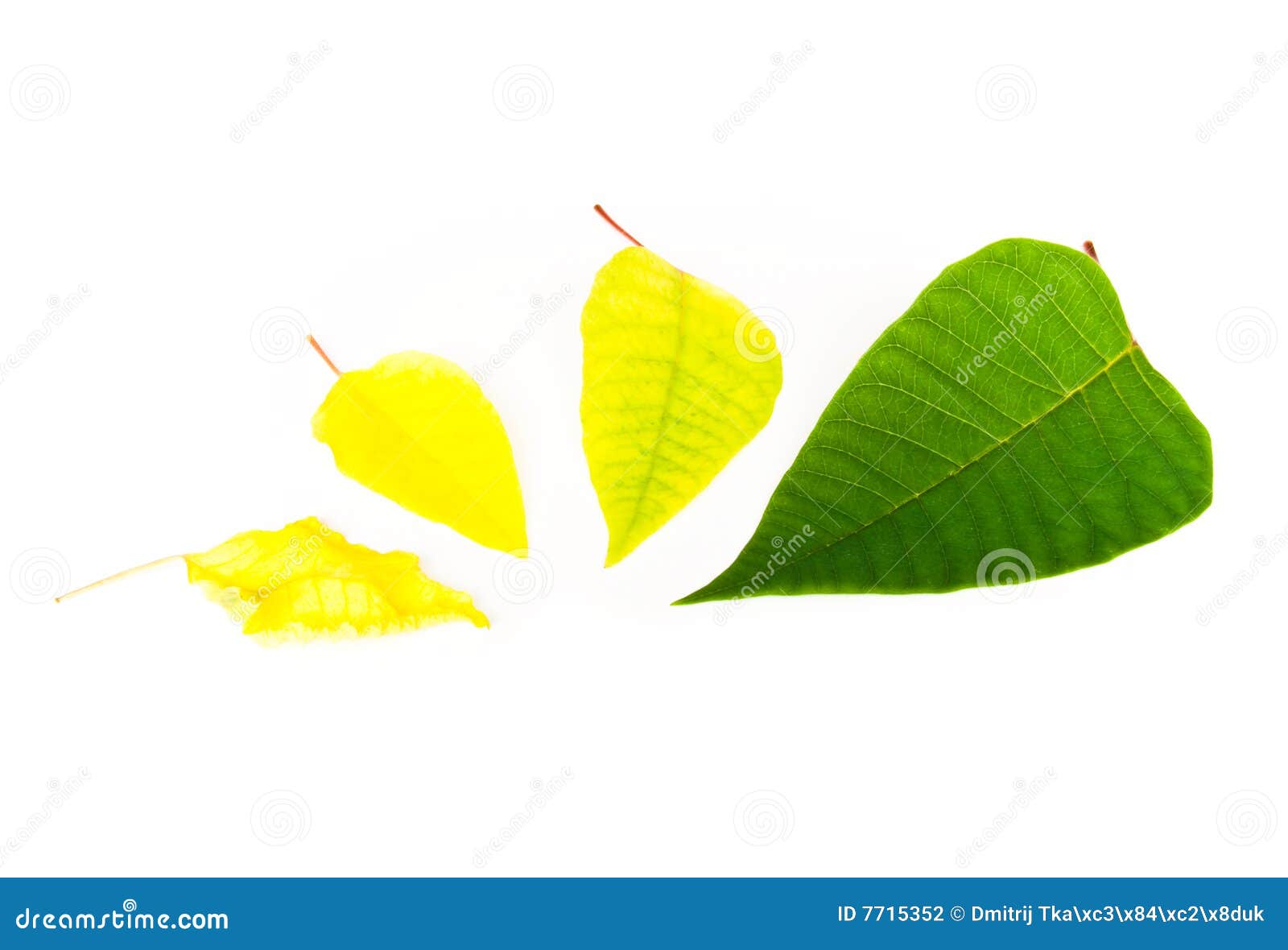 Four green end yellow leaf stock photo. Image of single - 7715352