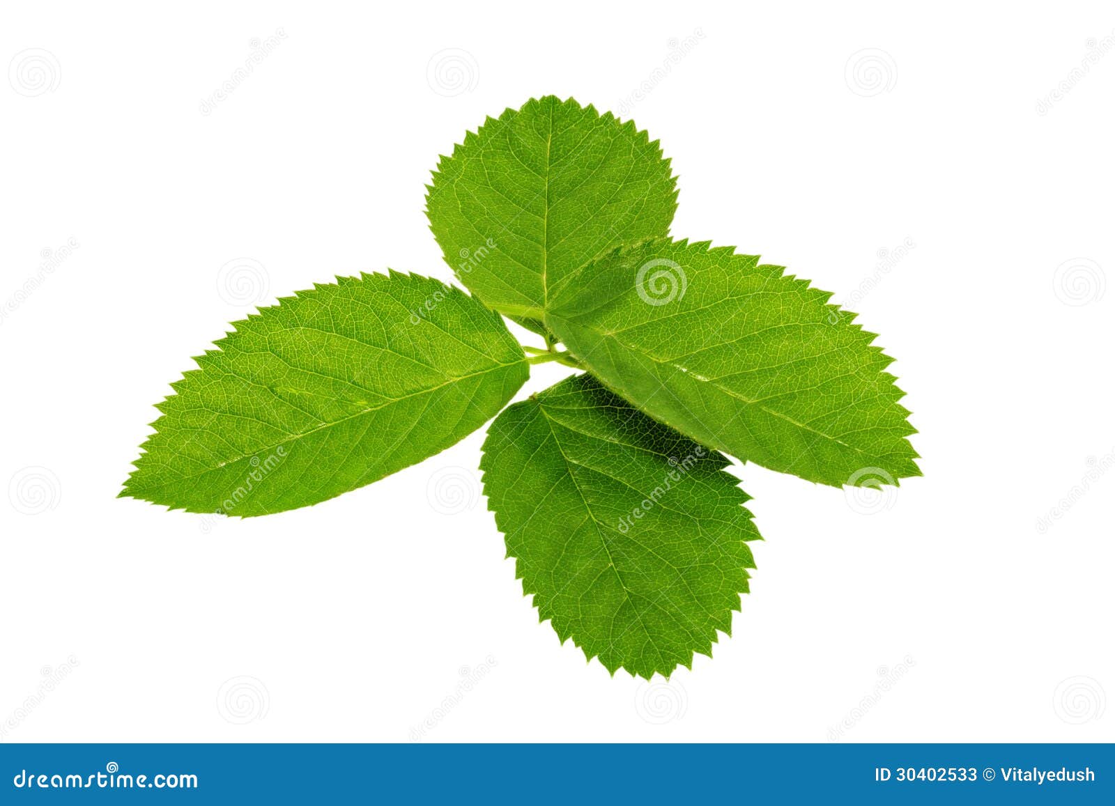 Four Green Leaf Isolated on White Background . Stock Image - Image of ...