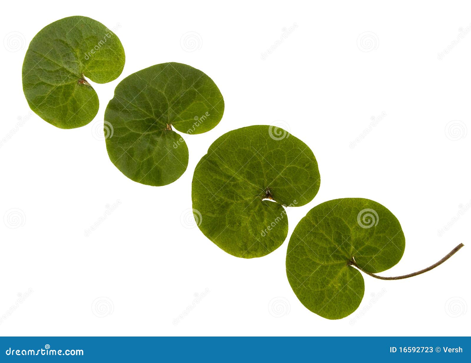 Four green leaves in line stock image. Image of design - 16592723