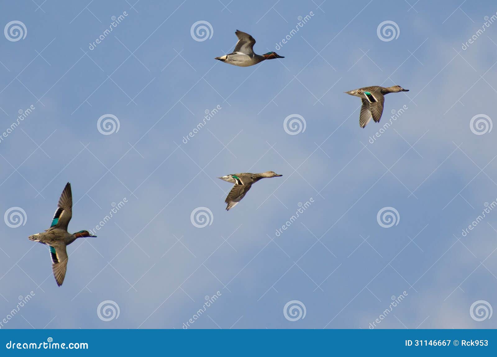 Four Green-Winged Teals Flying in a Cloudy Sky Stock Image - Image of ...