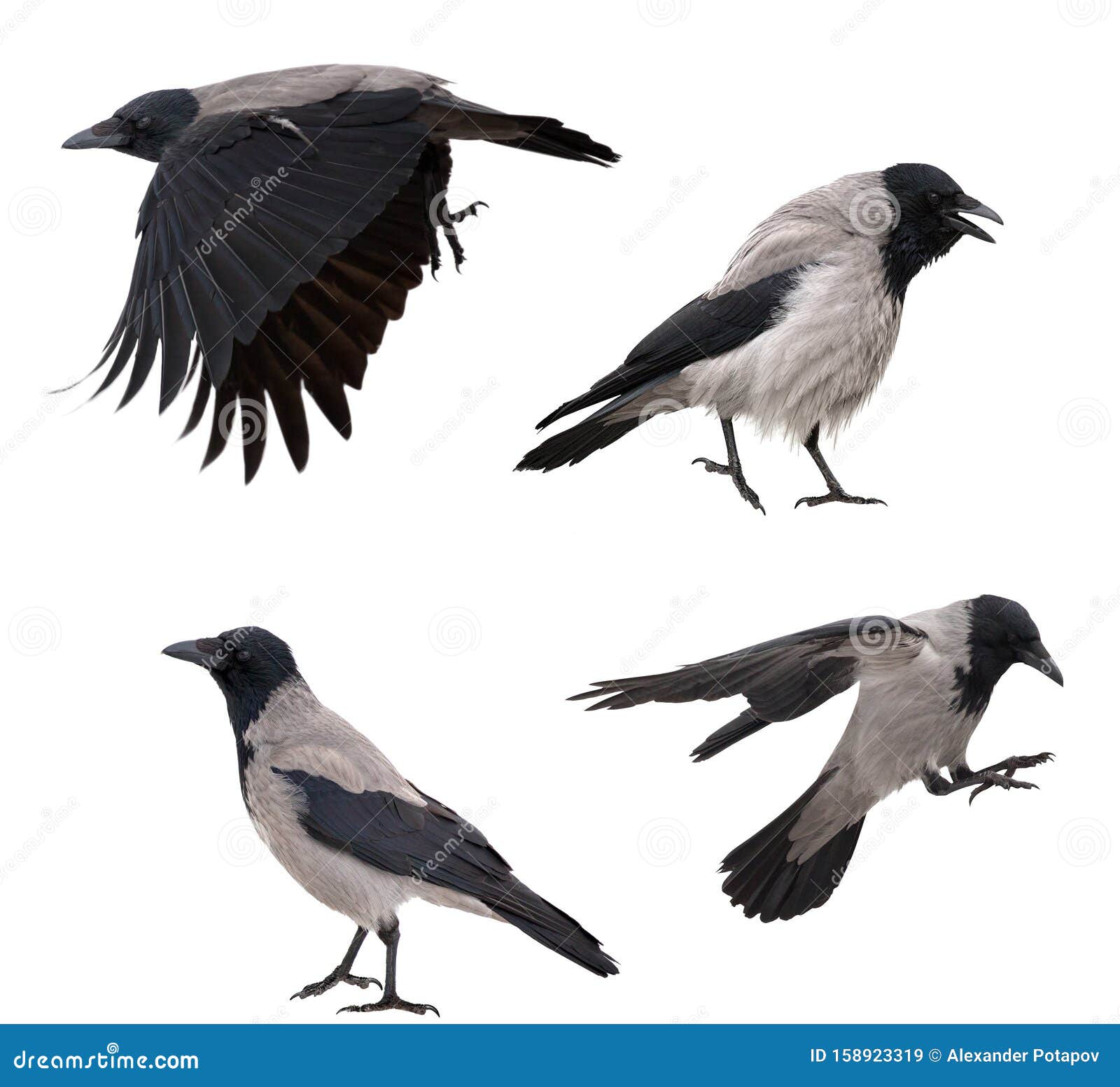Four Grey Crows Isolated on White Stock Image - Image of wildlife ...