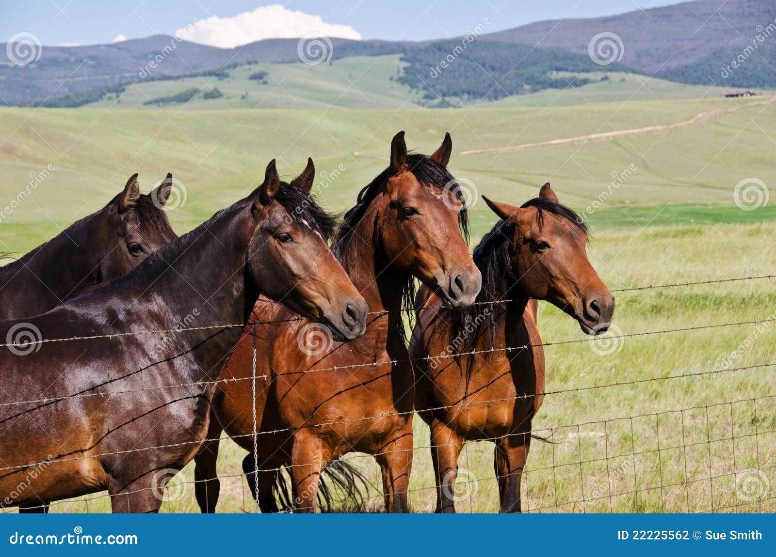 Four Handsome Horses stock photo. Image of montana, brabed - 22225562