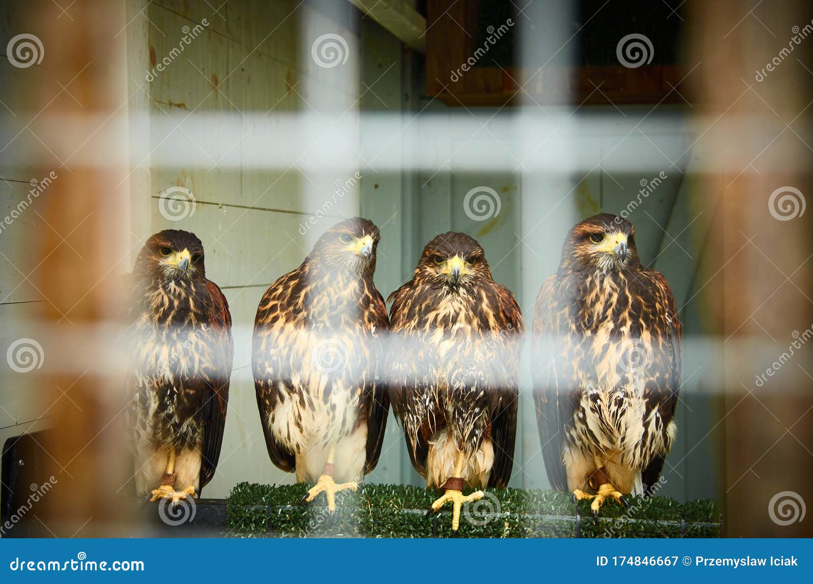 Four Hawks Sitting in a Cage Stock Image - Image of natural, perched ...