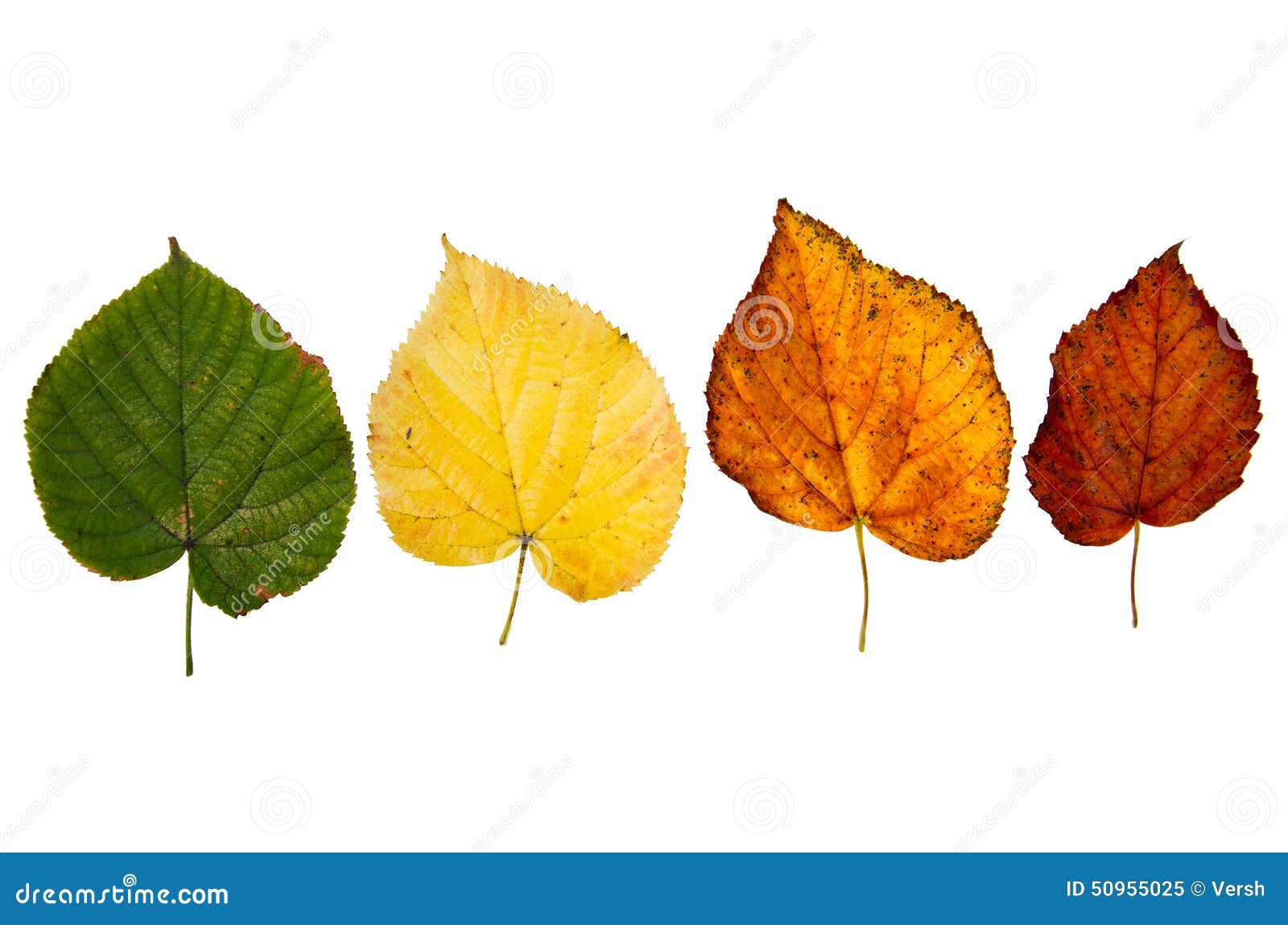 Four High Resolution Autumn Leaves of Lime Tree Stock Image - Image of ...