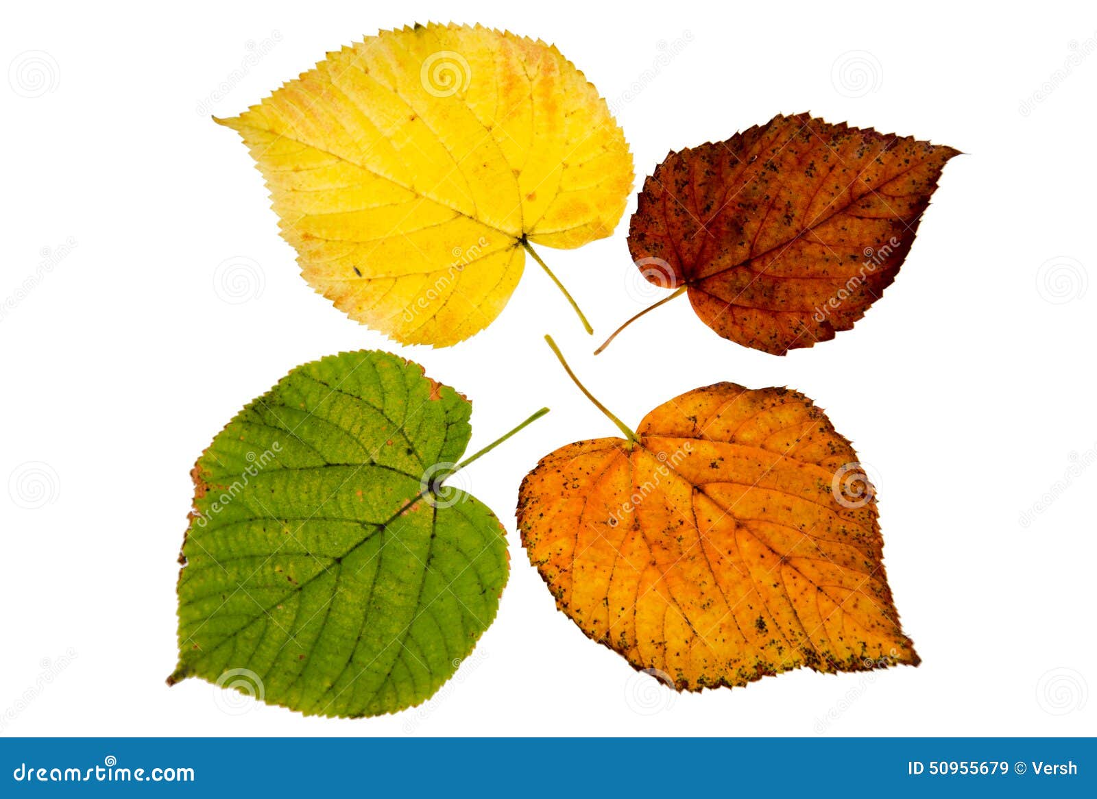 Four High Resolution Autumn Leaves of Lime Tree Stock Image - Image of ...