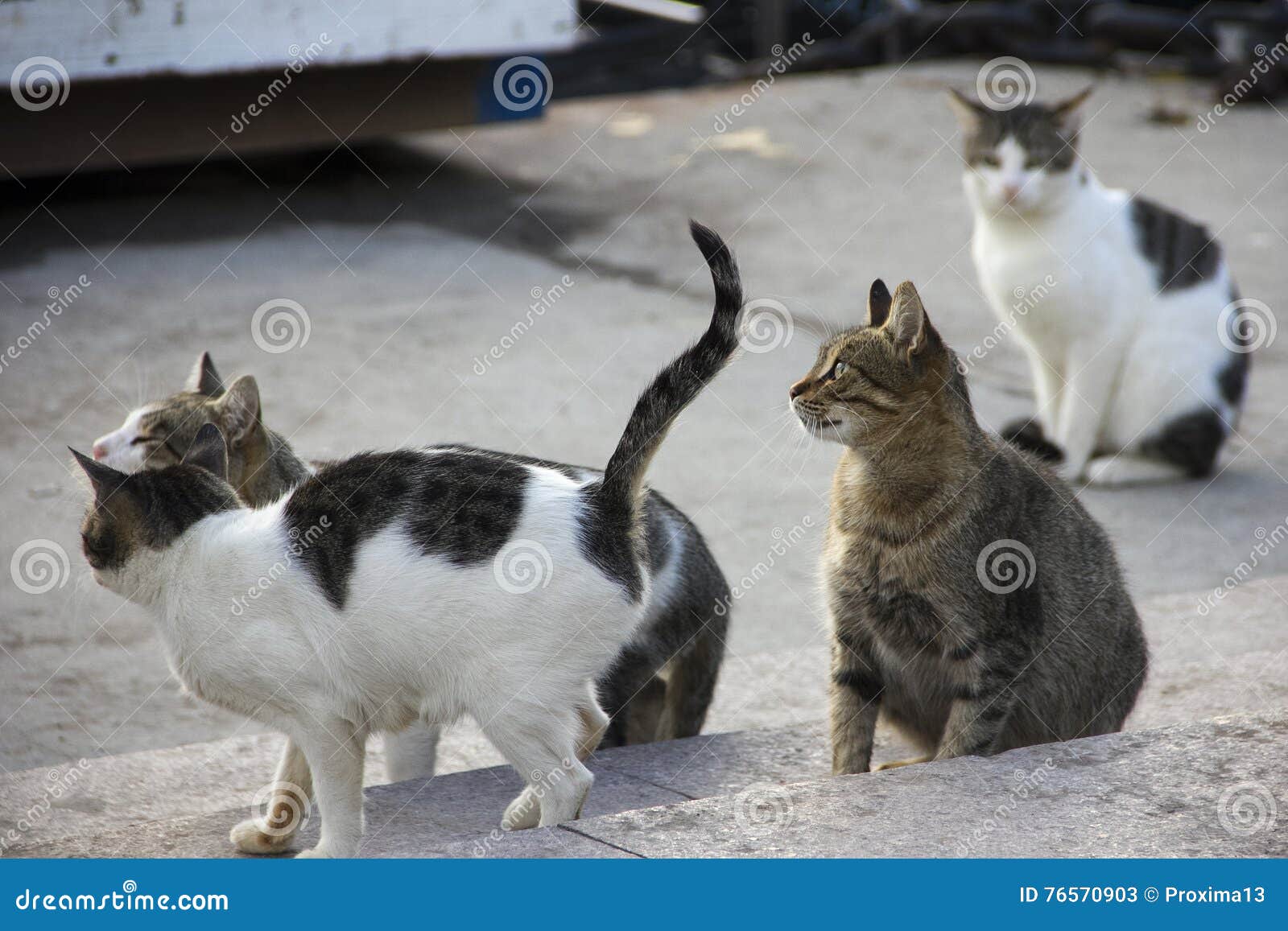 Four Homeless Cats on the Streets Stock Image - Image of feral ...