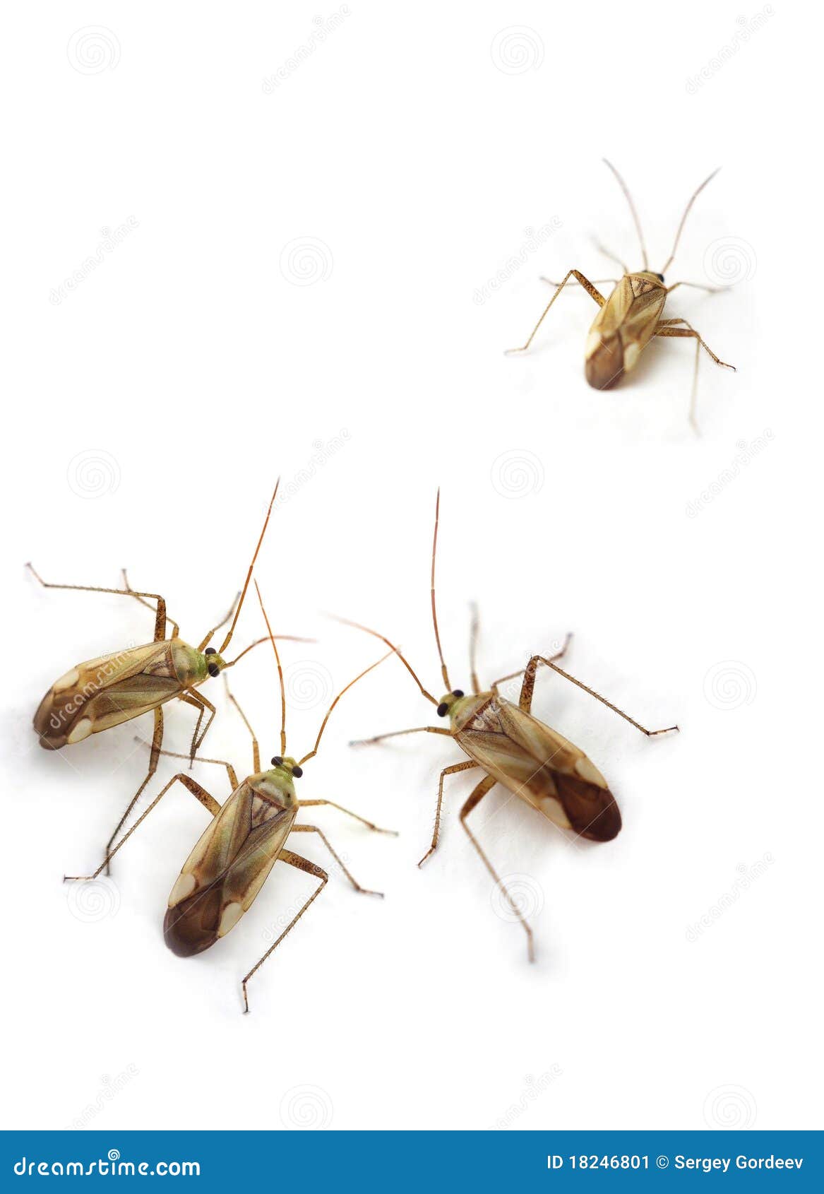 Four hoppers stock image. Image of hopper, montage, design - 18246801