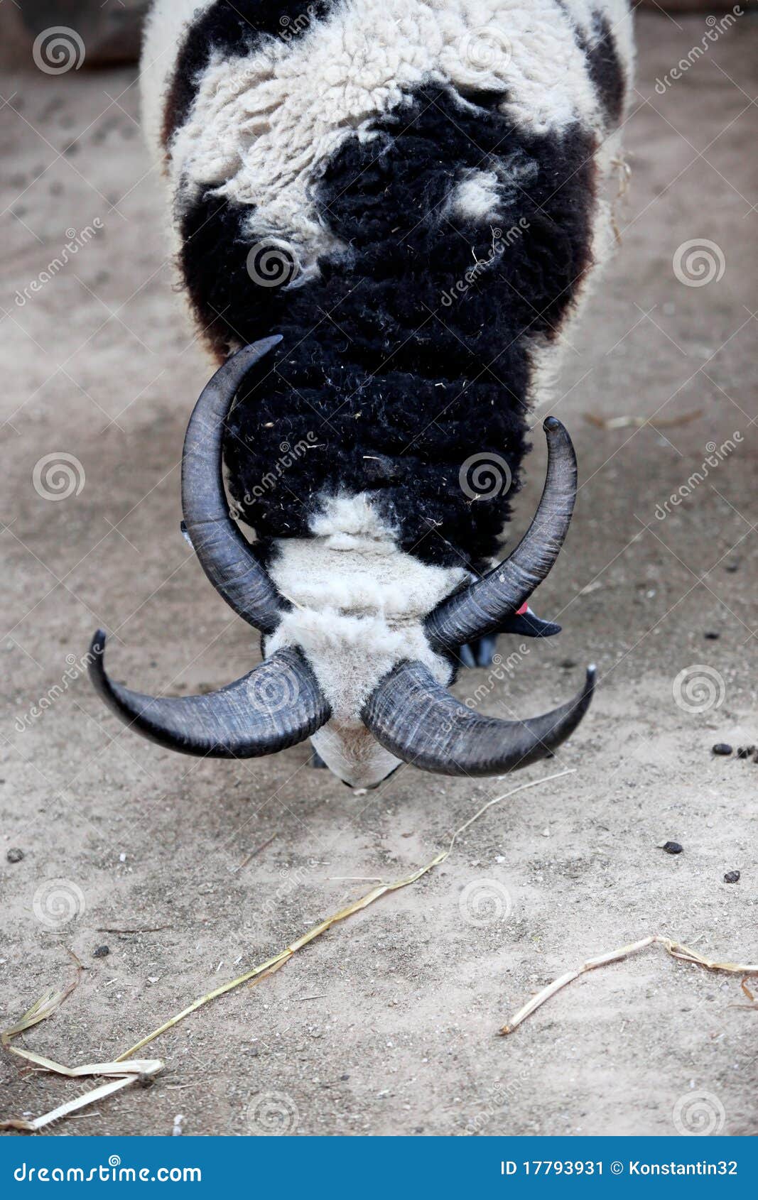 Four horns Goat stock image. Image of stable, horror - 17793931