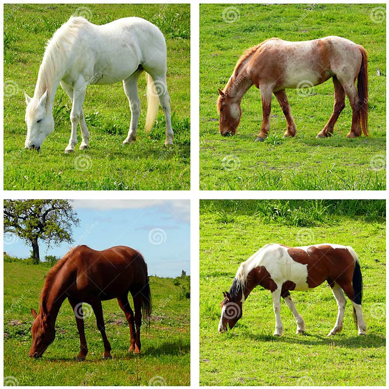 Four horses stock photo. Image of brown, green, spot - 13182254