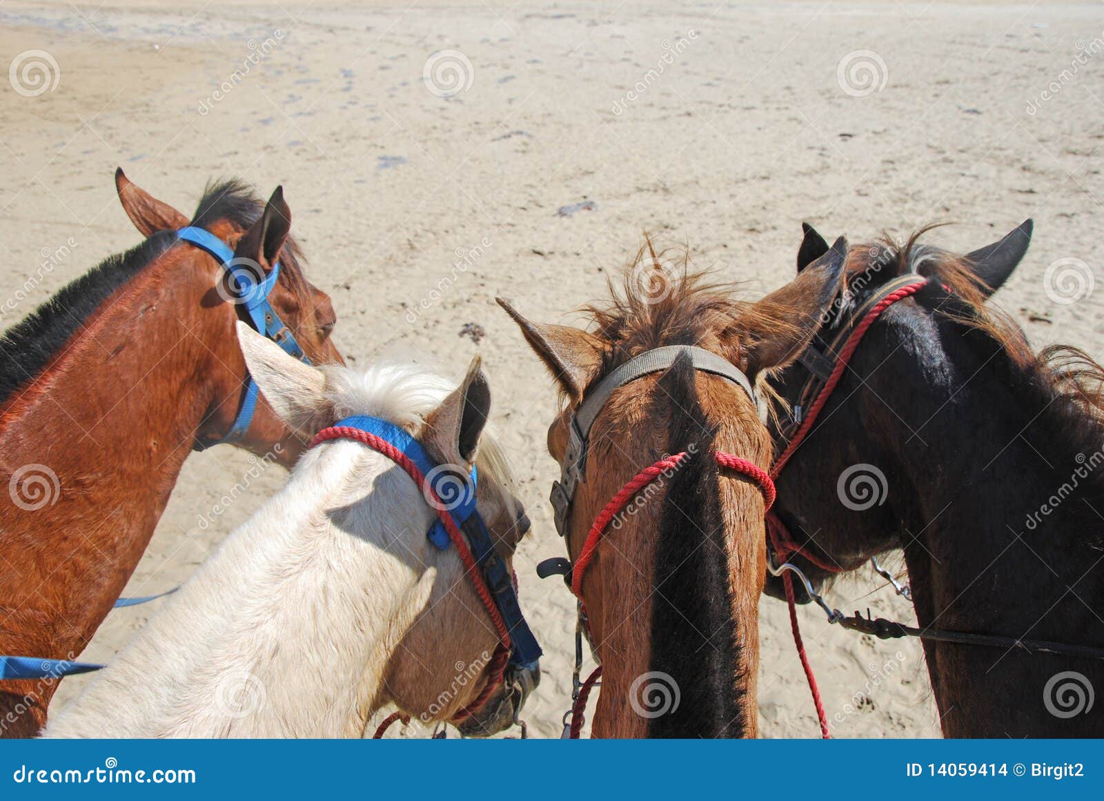 Four Horses stock photo. Image of horses, ears, neck - 14059414