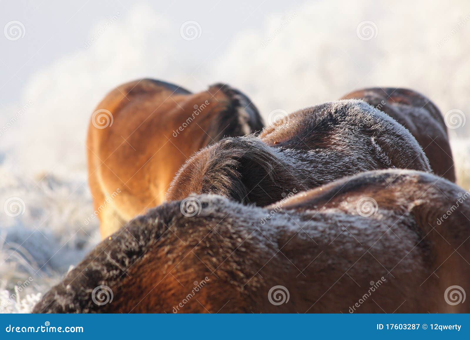 Four horses stock image. Image of hors, frozen, mammals - 17603287