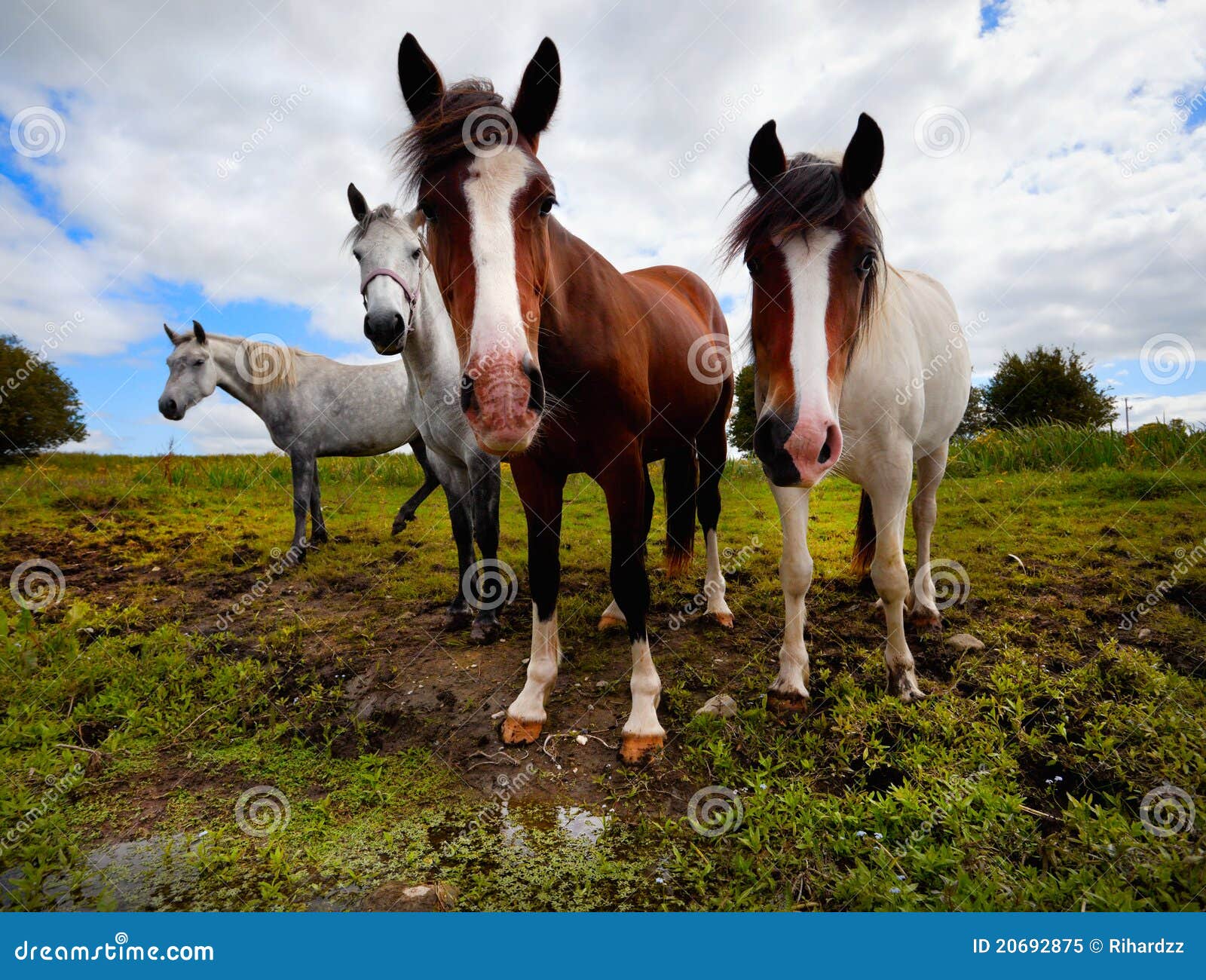 Four horses stock image. Image of animal, brown, river - 20692875