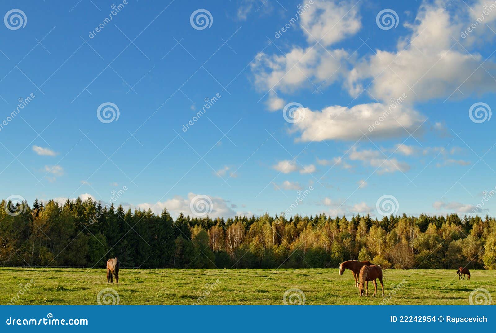 Four horses stock photo. Image of blue, beautiful, mare - 22242954