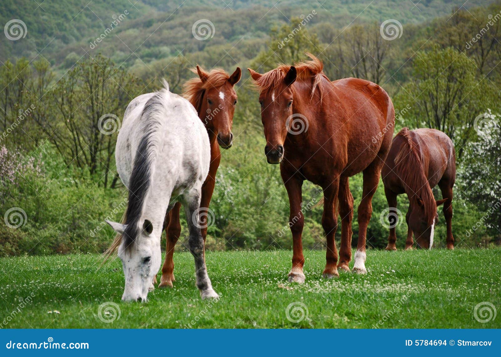 Four horses stock photo. Image of brown, four, white, graze - 5784694