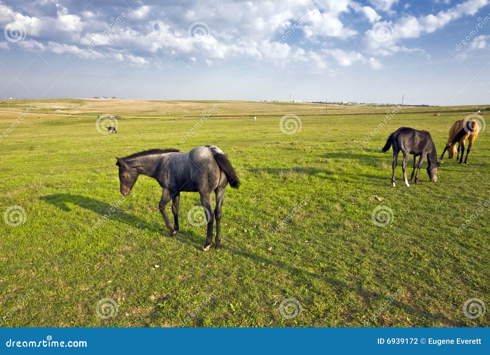 Four Horses stock photo. Image of rural, farm, rolling - 6939172