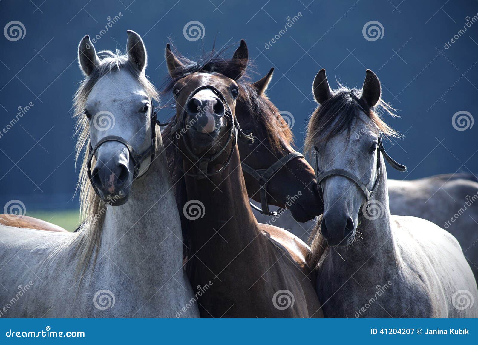 Four Horses Pose for a Photo Stock Image - Image of natural, mane: 41204207