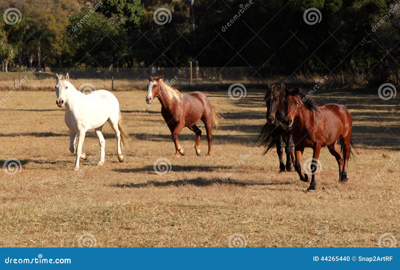 Four Horses Running stock photo. Image of playing, purebred - 44265440