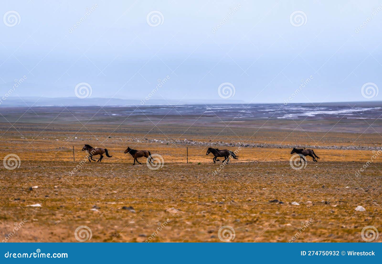 Four Horses Running in the Pasture Stock Photo - Image of rural, mare ...