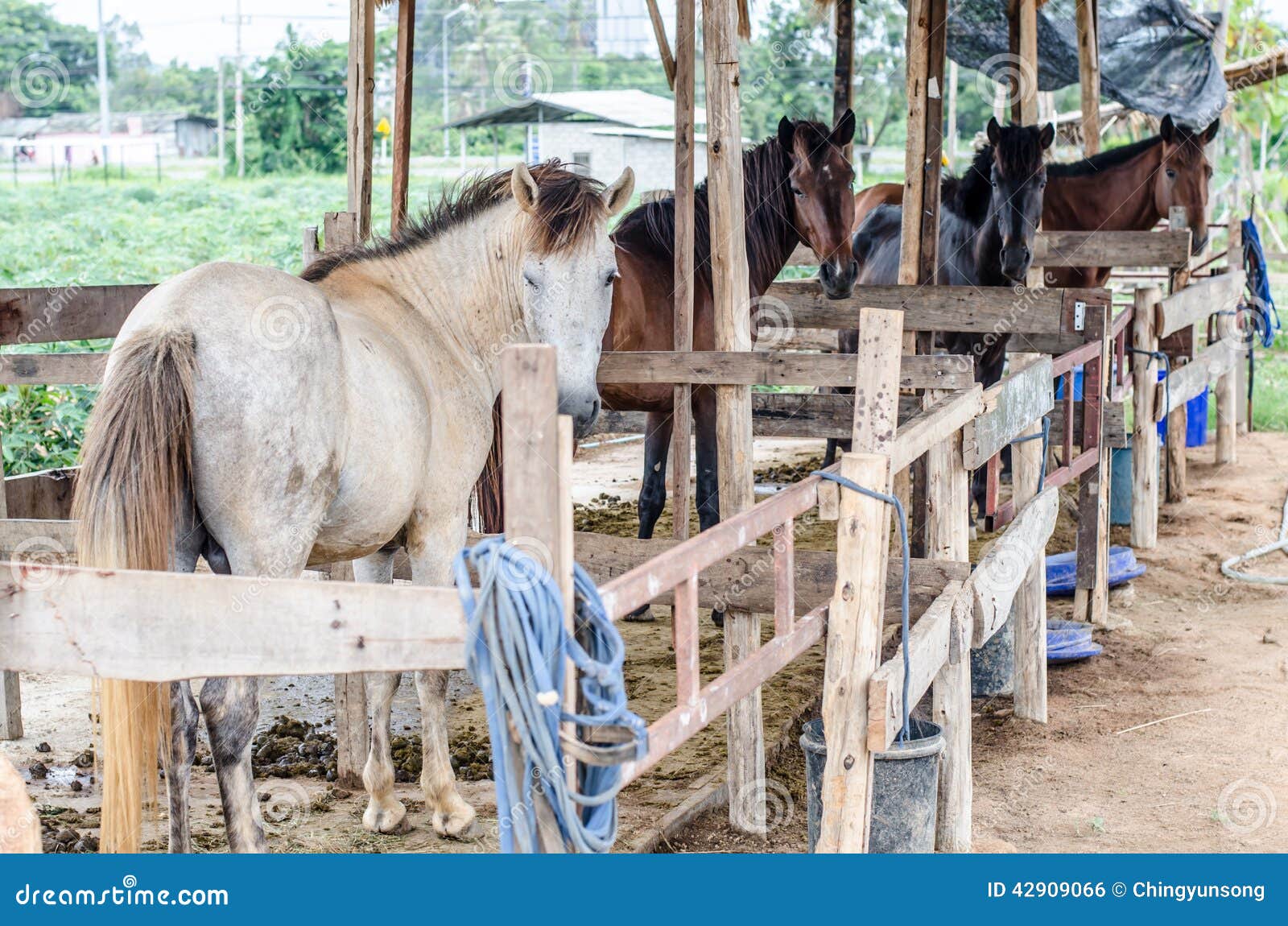 Four horses in a stable stock photo. Image of young, riding - 42909066