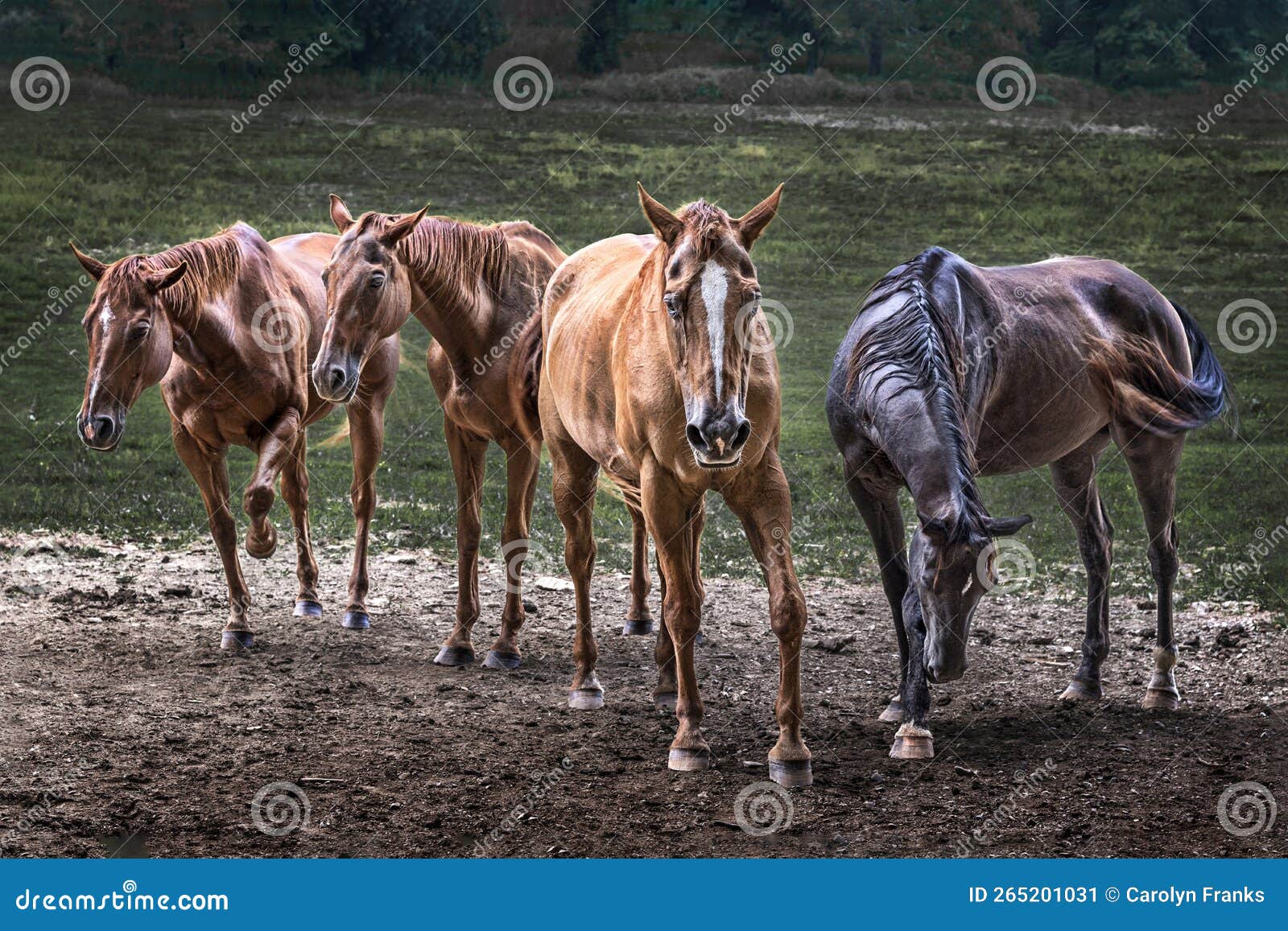 Four Hungry Horses stock image. Image of horses, show - 265201031
