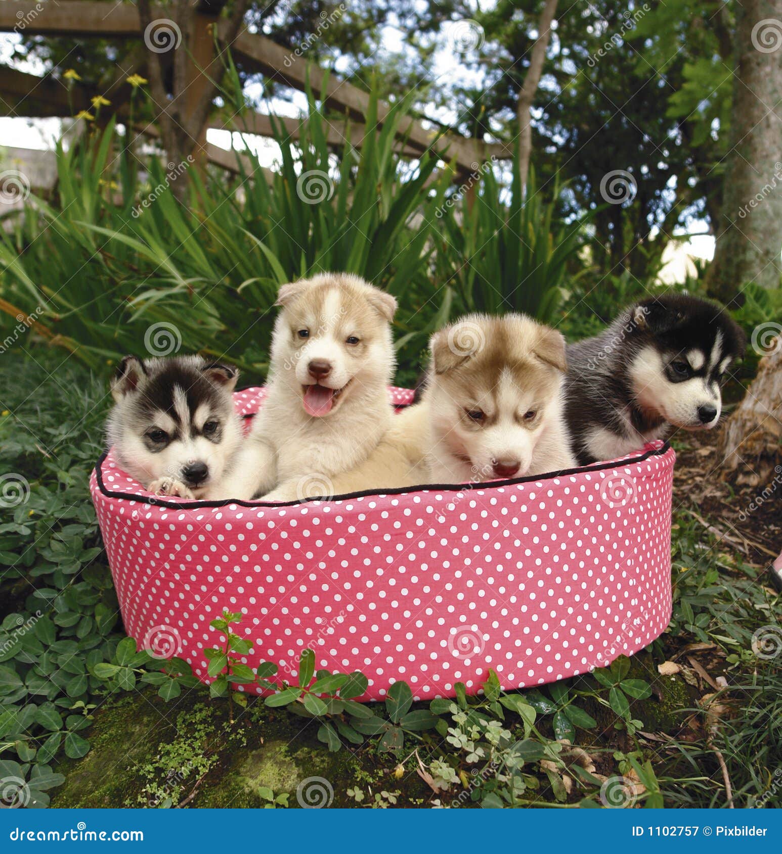 Four husky puppies stock image. Image of puppy, dots, purebred - 1102757