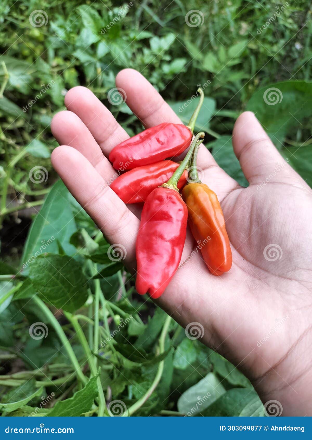 Four Indonesian Red Spicy Chili Stock Image - Image of four, spicy ...
