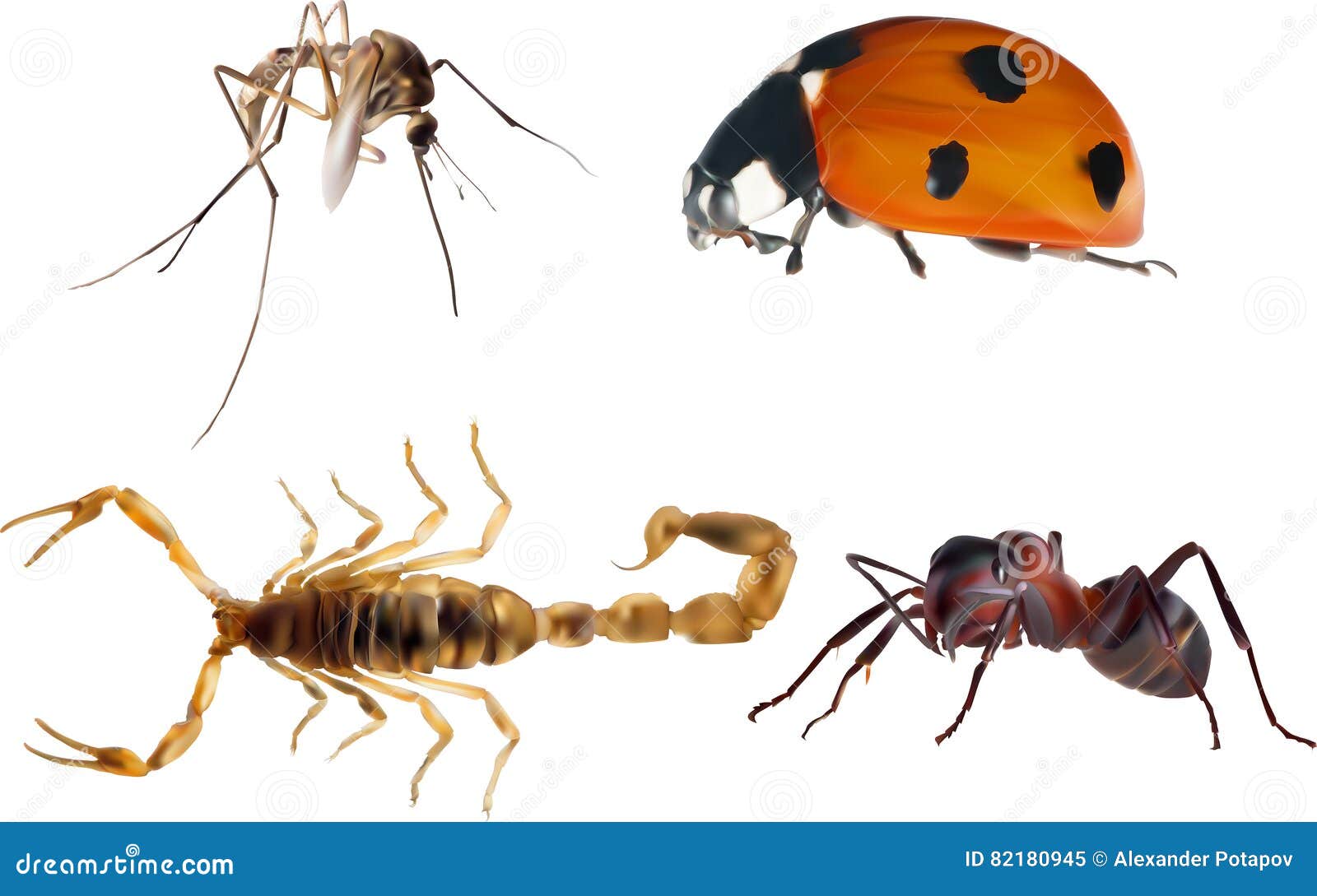 Four Isolated Color Insects Collection Illustration Stock Vector ...