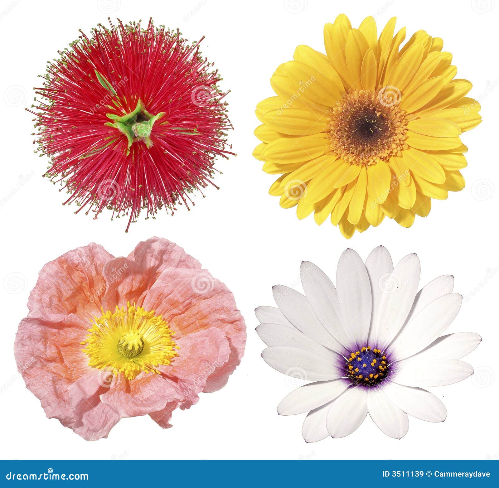 Four Isolated Flowers stock image. Image of beautiful - 3511139