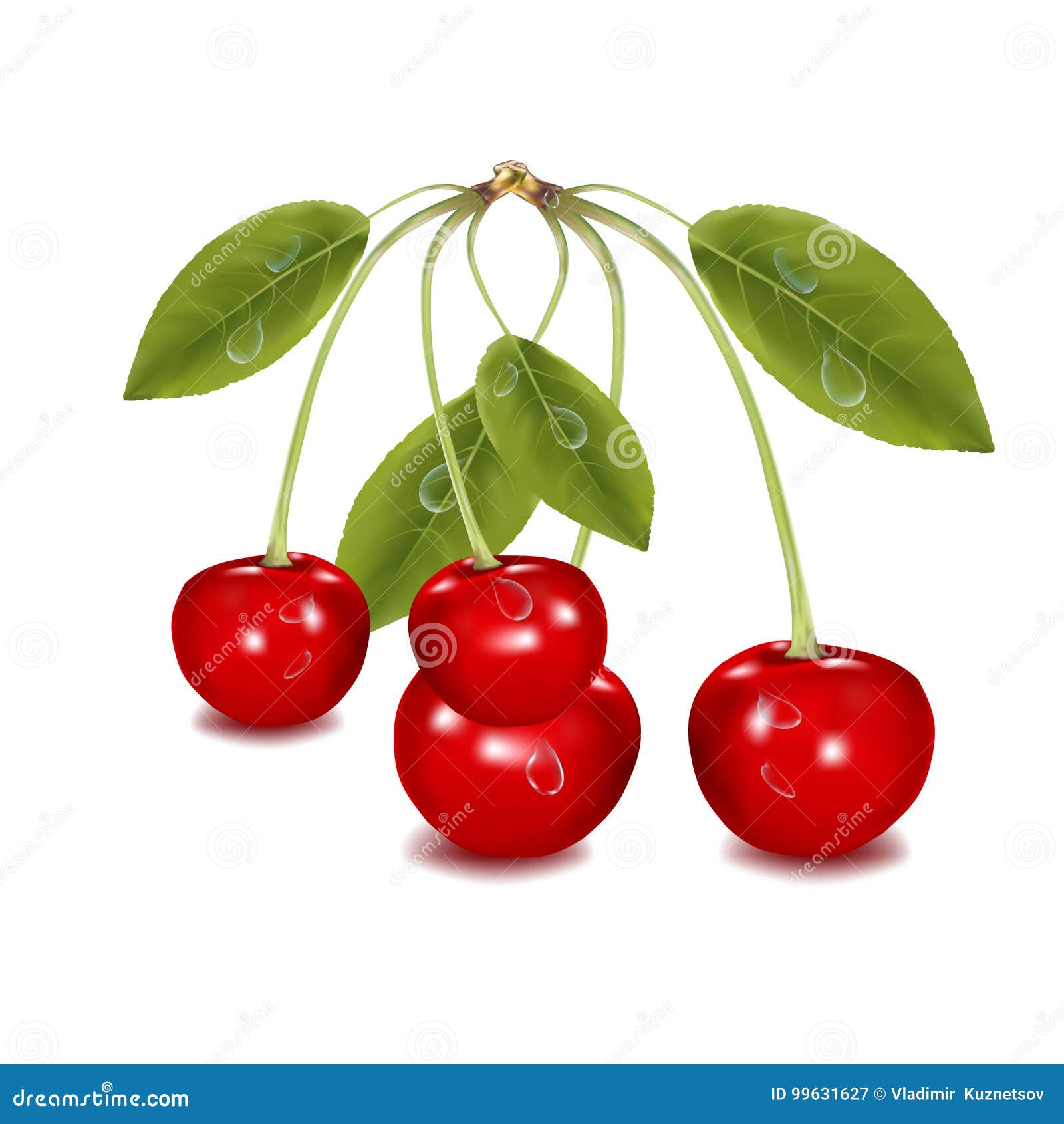 Four Juicy Ripe Cherries, on a White Background. Stock Vector ...