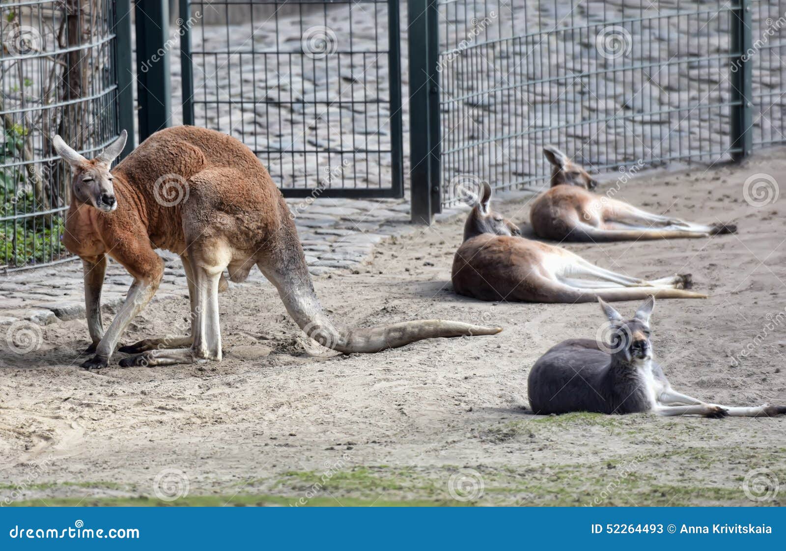 Four kangaroos at the zoo stock image. Image of animals - 52264493