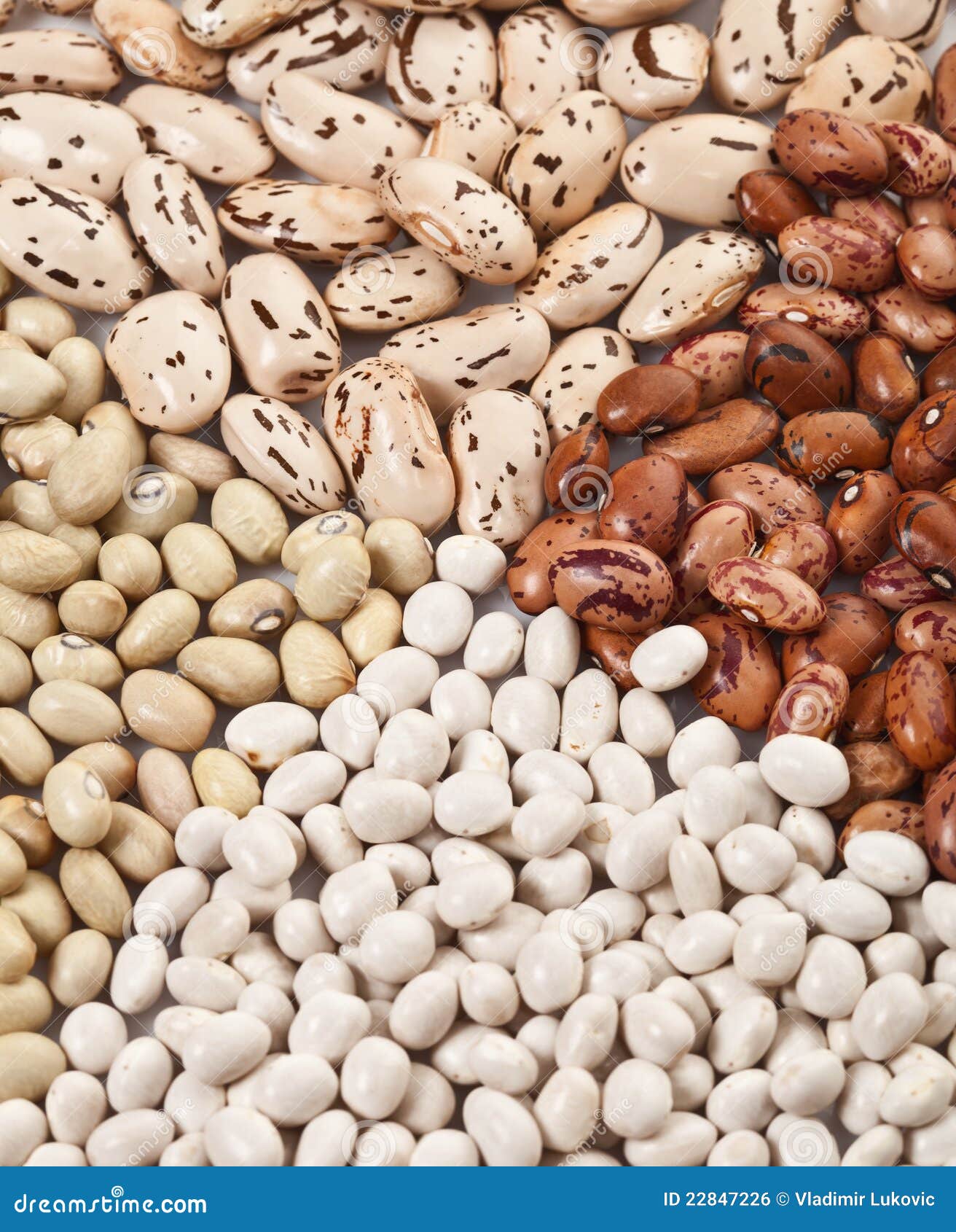 Four kinds of beans stock photo. Image of striped, fiber - 22847226