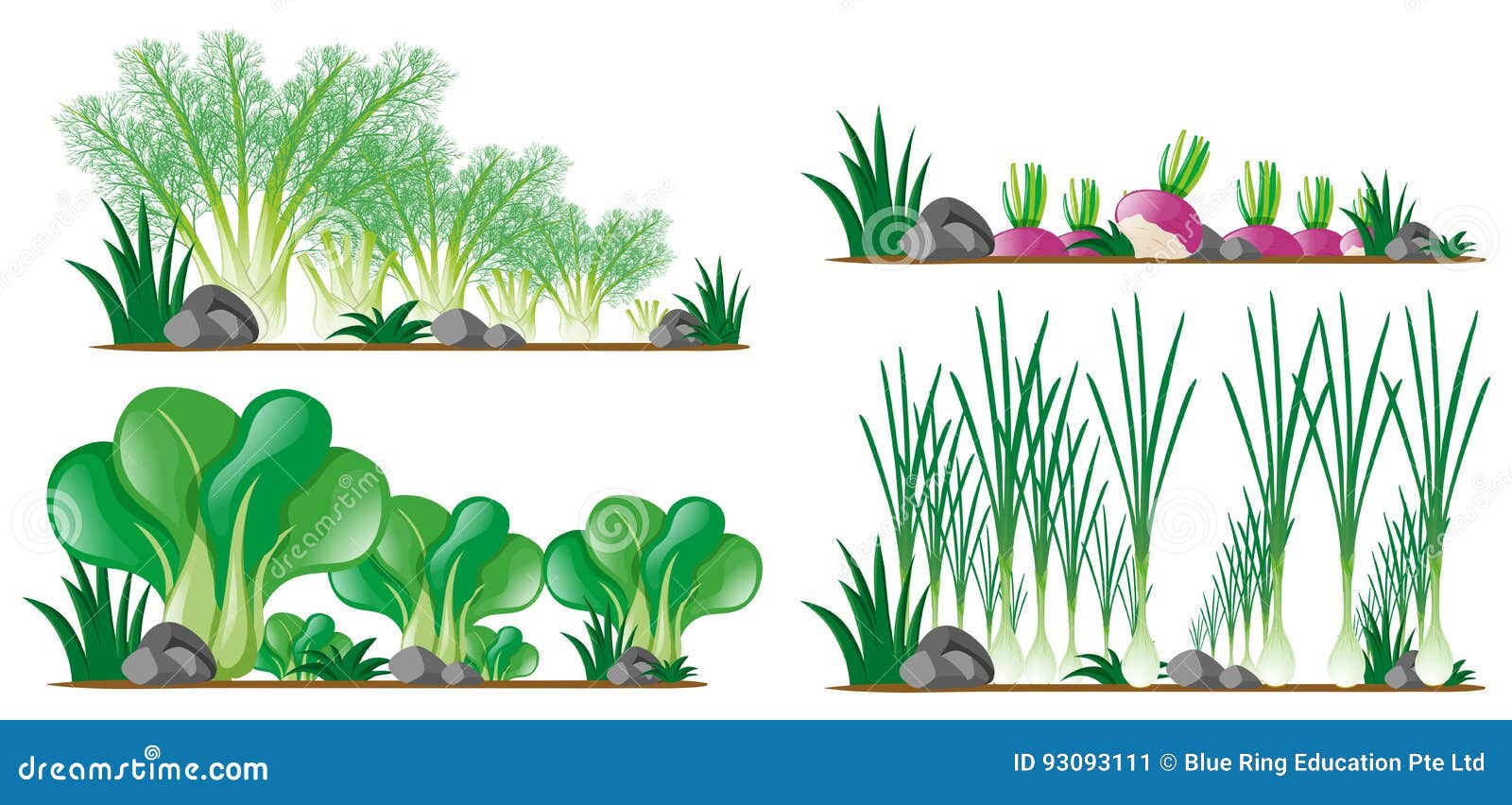 Four Kinds of Vegetables in the Garden Stock Vector - Illustration of ...