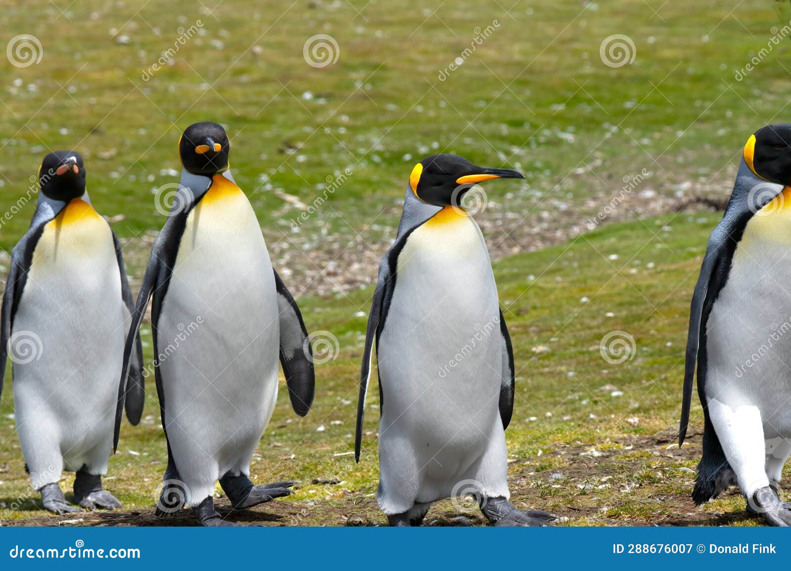 Four King Penguins at for a Walk Stock Image - Image of lislands ...