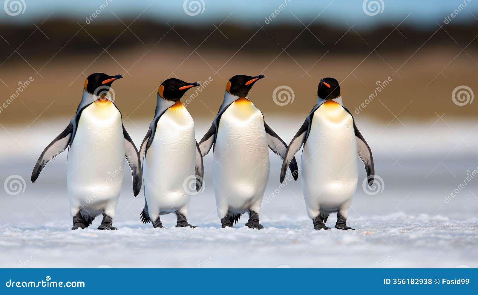 Four King Penguins Walking in a Row on Snow Stock Illustration ...