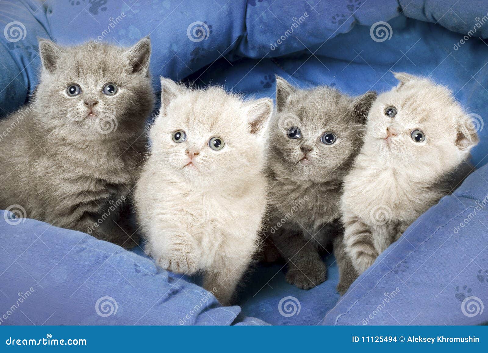 Four kitten stock photo. Image of group, staring, four - 11125494
