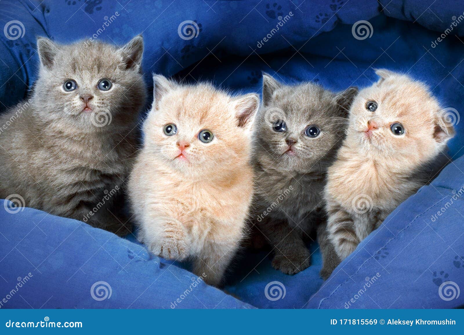 Four kitten stock image. Image of innocence, domestic - 171815569