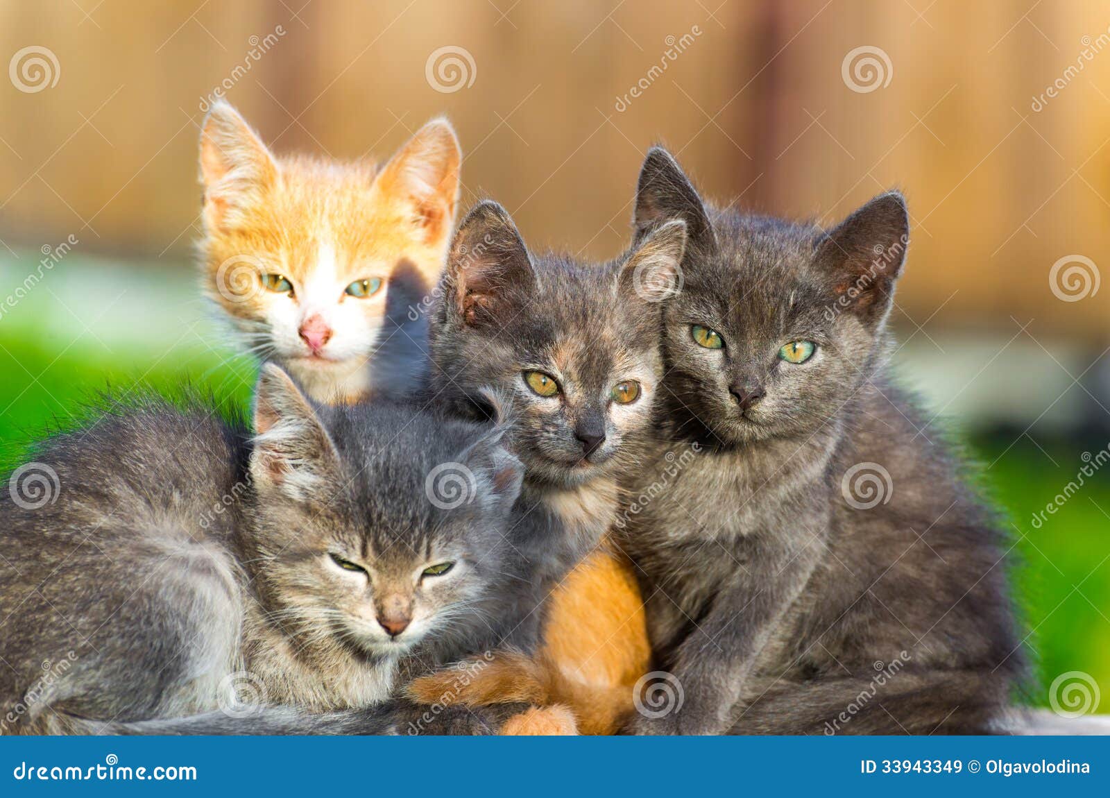 Four kitten portrait stock image. Image of animals, pets - 33943349