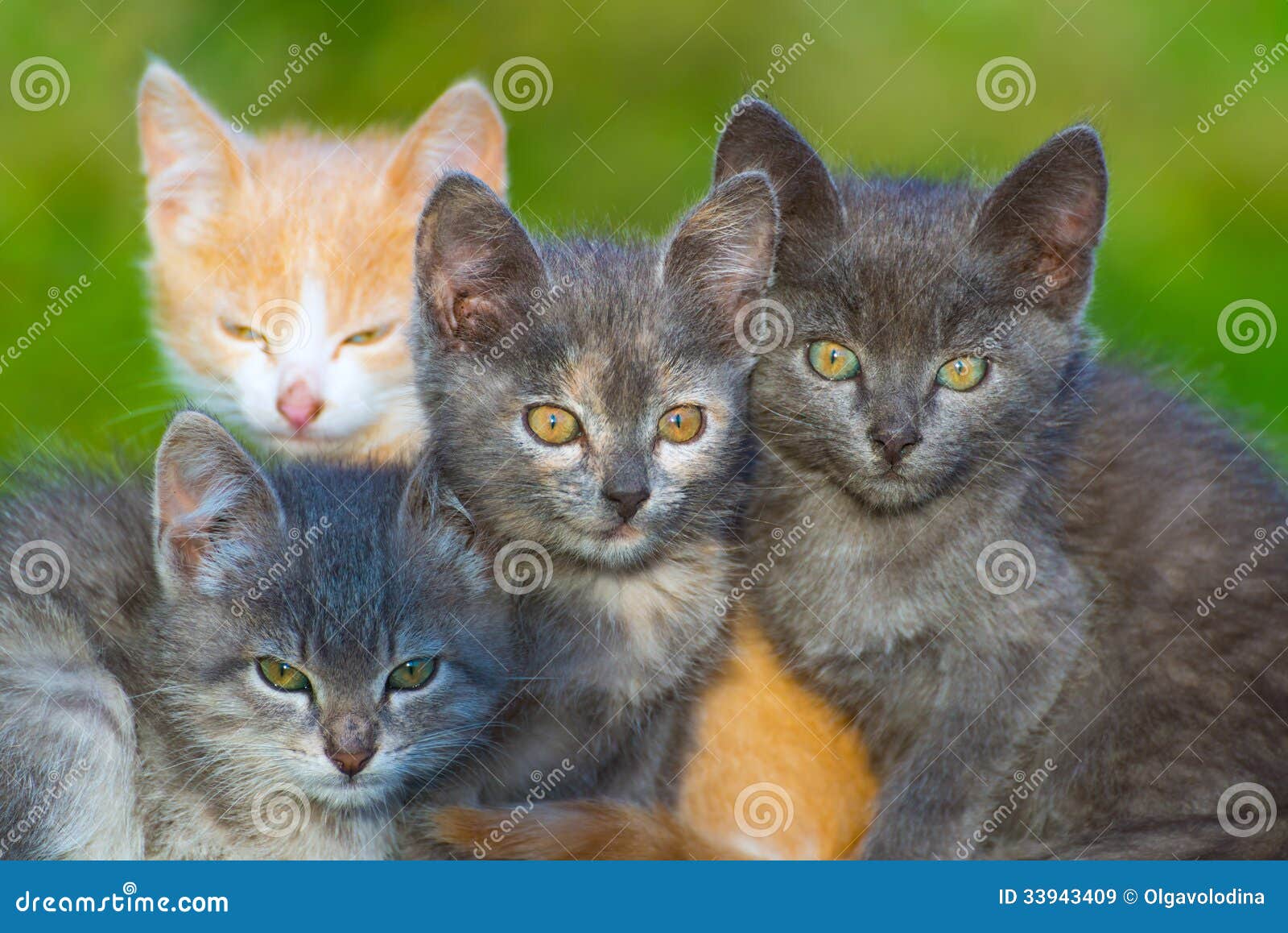 Four kitten portrait stock image. Image of nature, pets - 33943409