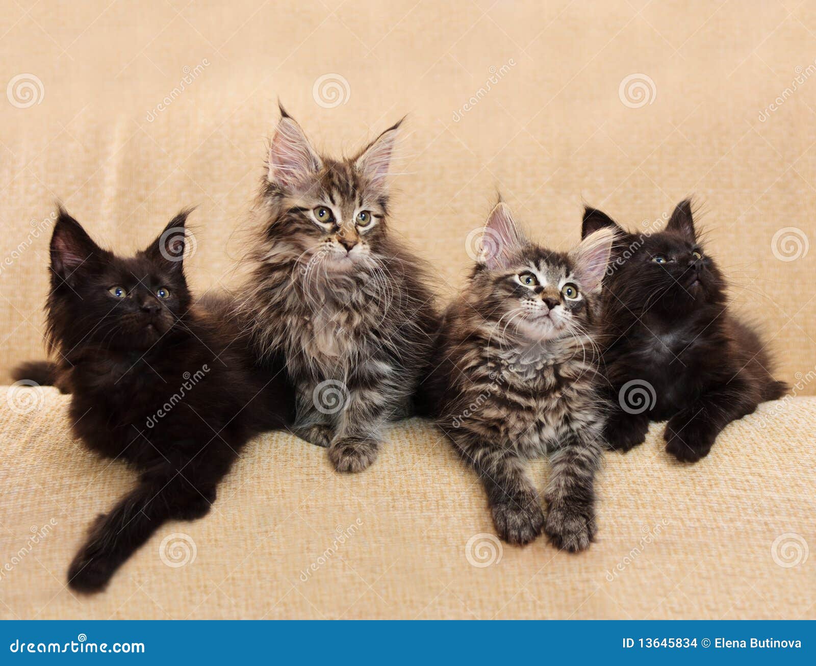 Four kittens stock photo. Image of cute, kitten, group - 13645834