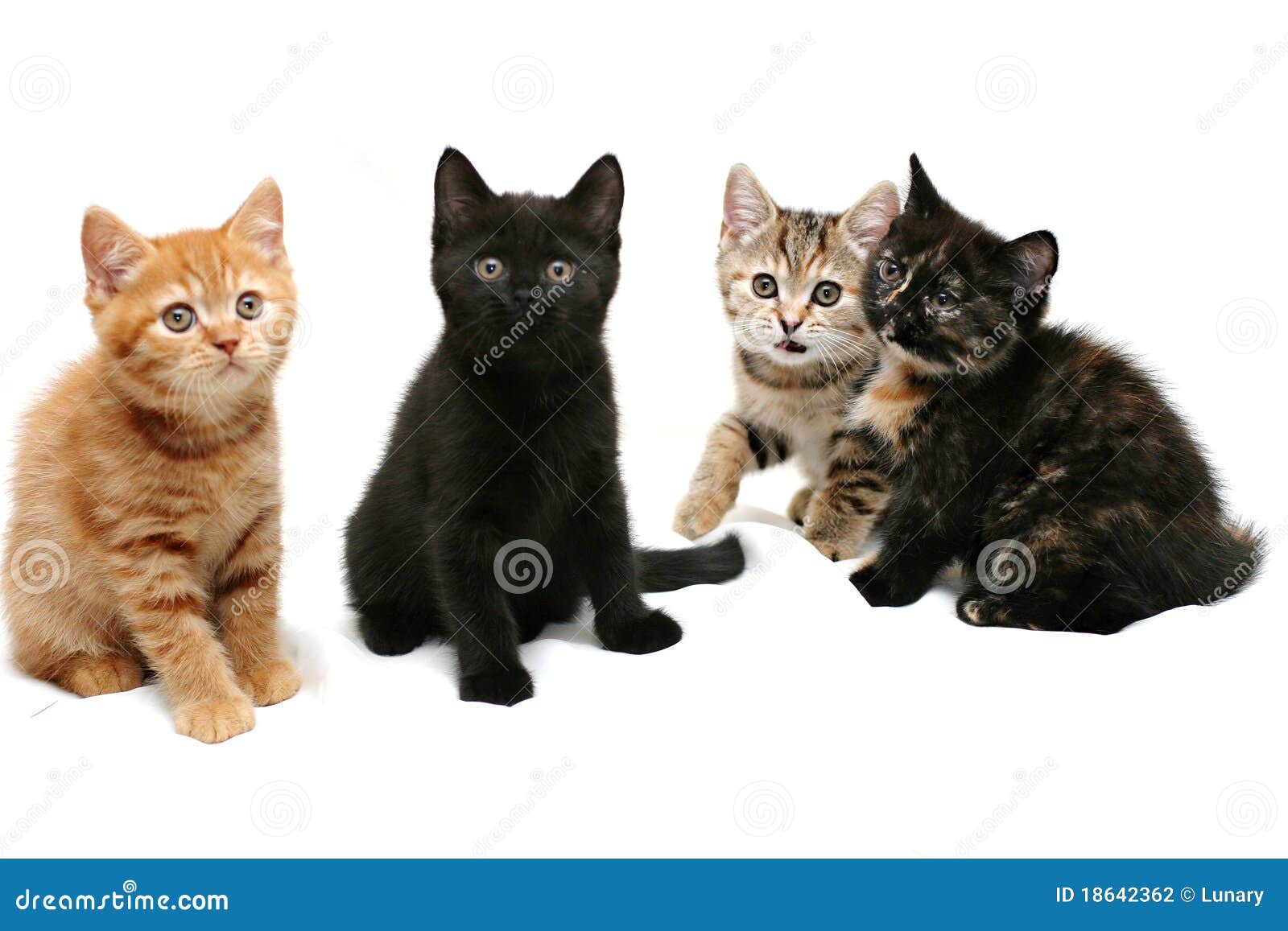 Four kittens stock photo. Image of background, cats, small - 18642362