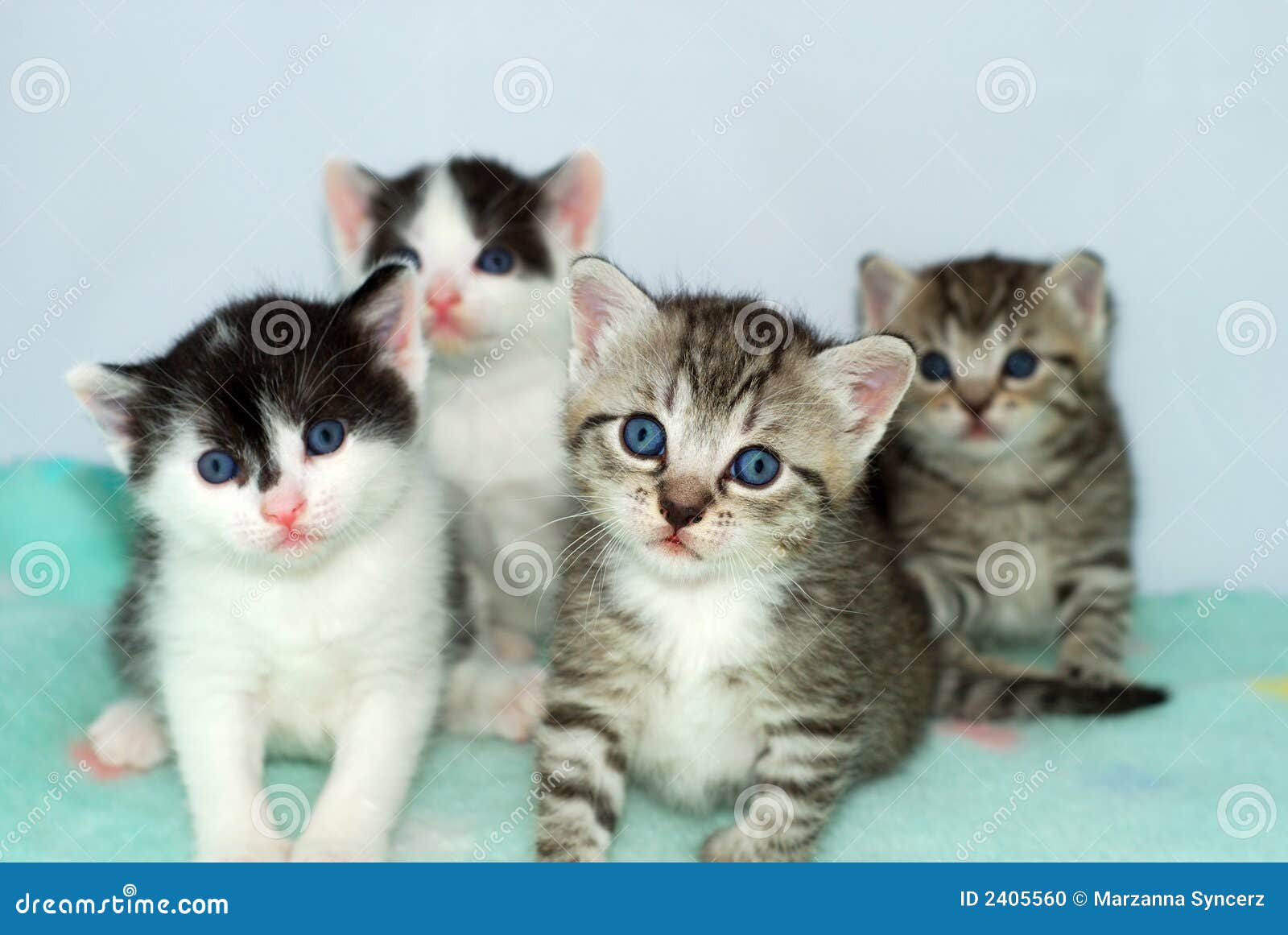 Four Kittens stock photo. Image of fluffy, blue, adorable - 2405560