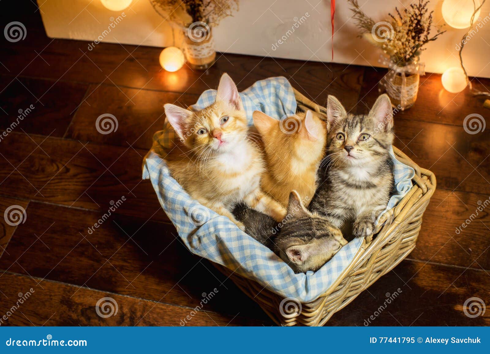 Four Kittens in a Basket. Age 1 Month Stock Image - Image of group ...