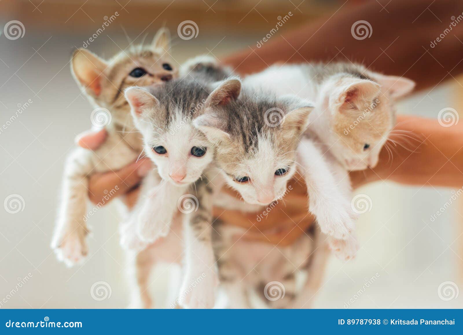 Four kittens stock photo. Image of outdoor, detail, palm - 89787938