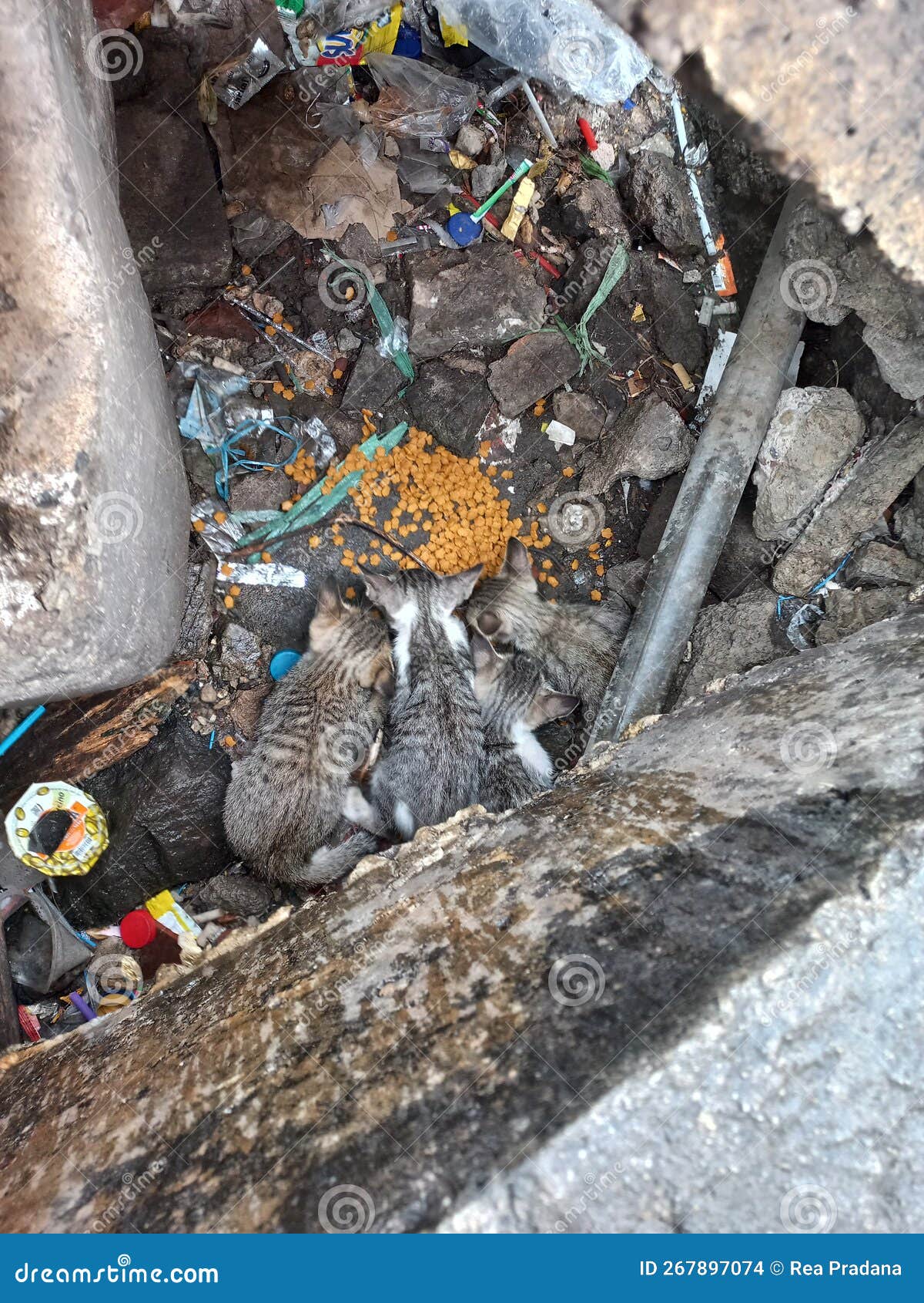 Four Kittens Live in the Gutter Stock Photo - Image of animals, live ...